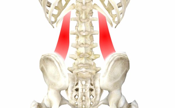 Quadratus lumborum – Luxxamed